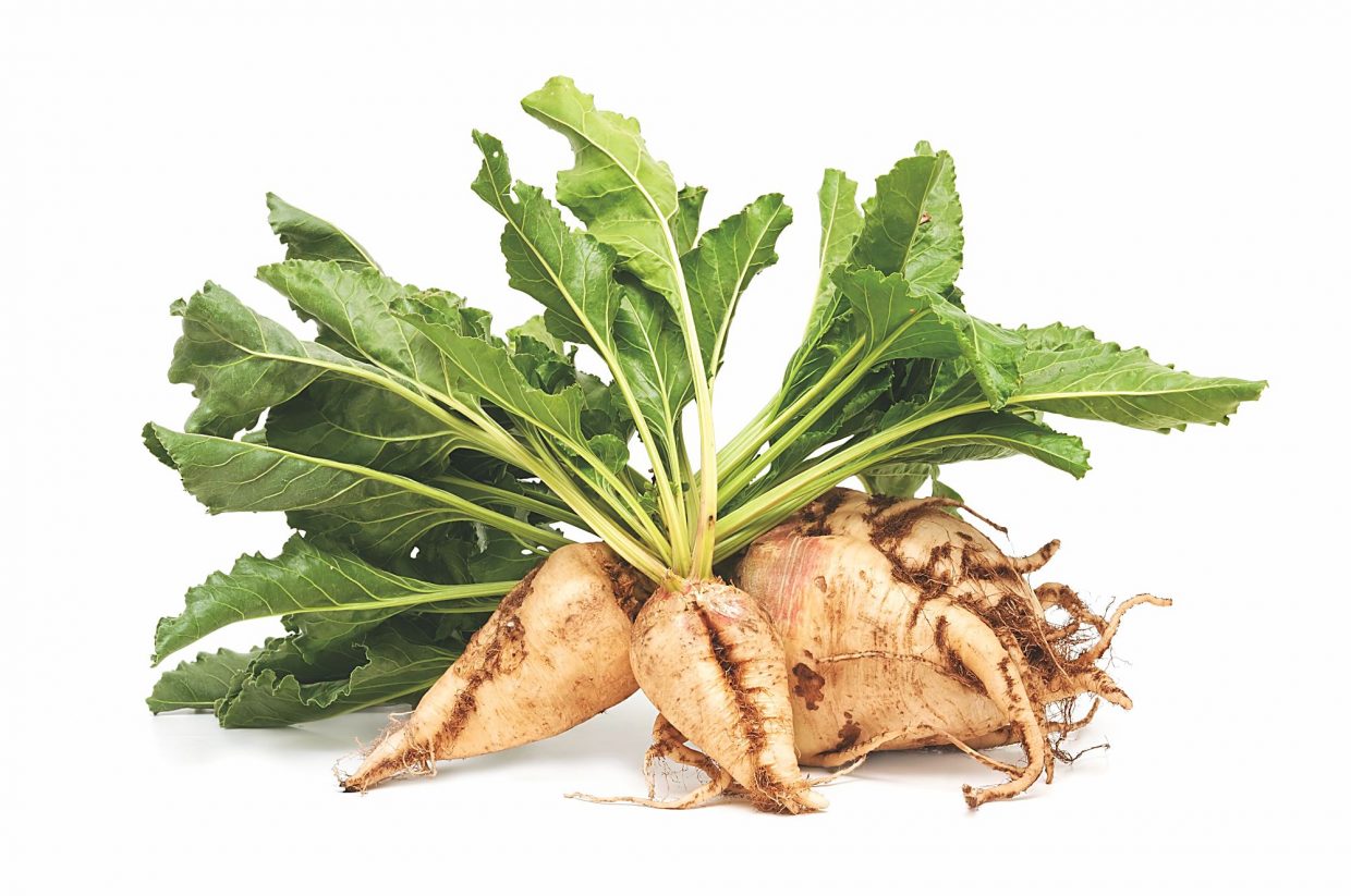 Seminte si plante de gradina hobby: Sfecla de zahar