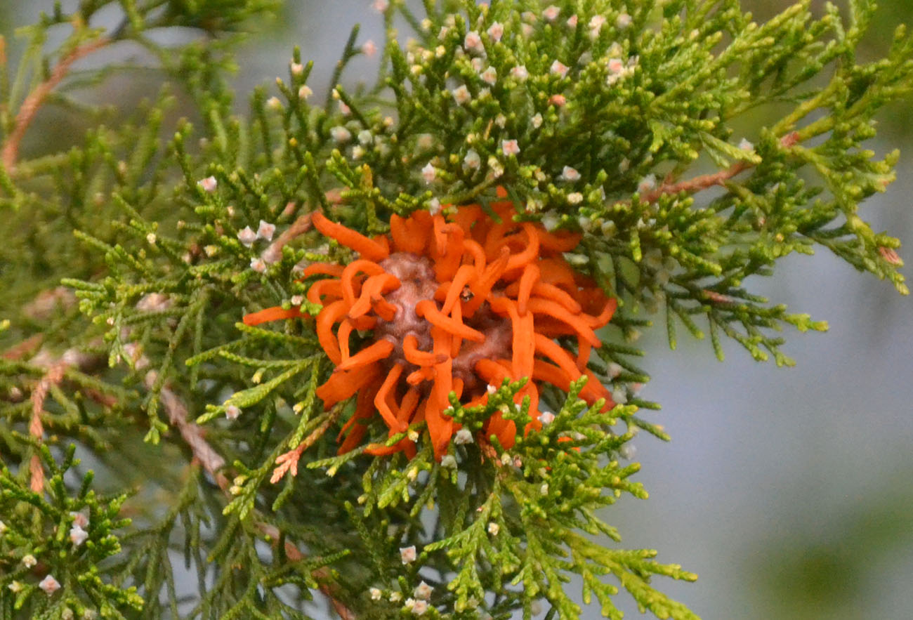 Woods Walks and Wildlife: Red Cedar Alien