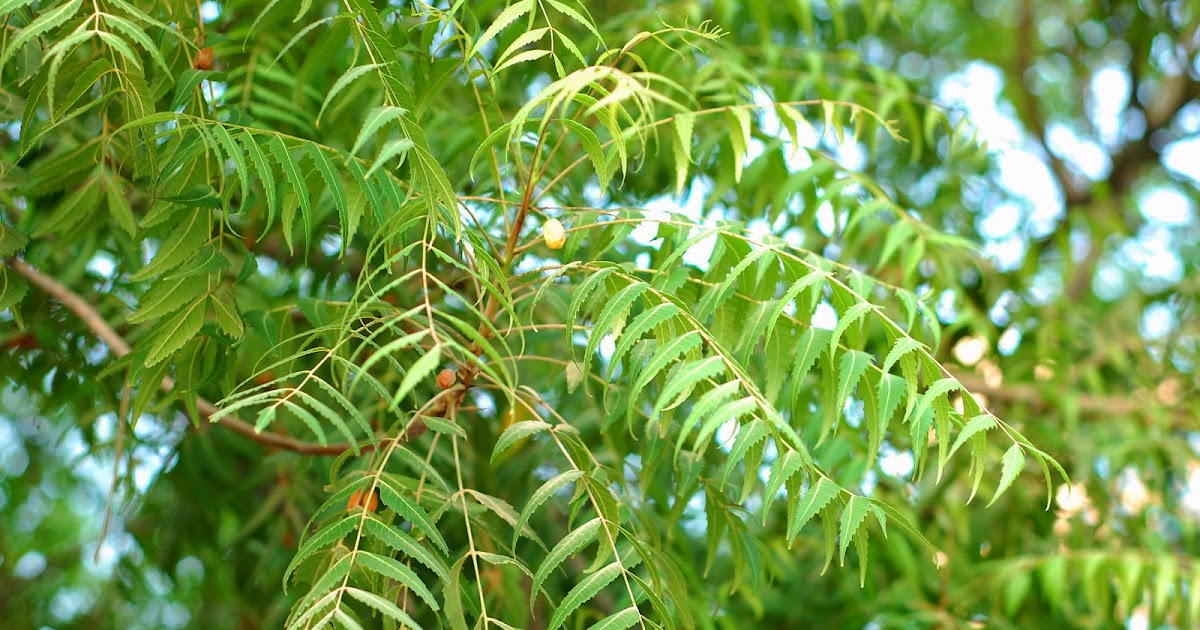 Flora de Puerto Rico Ilustrada: AZADIRACHTA INDICA NIM