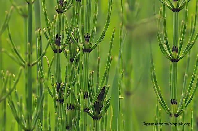 KRUIDEN - INFORMATIE: KRUIDEN - INFORMATIE HEERMOES