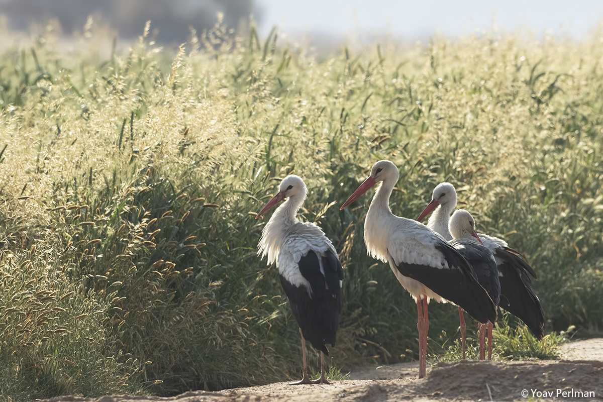 Eilat day 4 - race day | Focusing on Wildlife