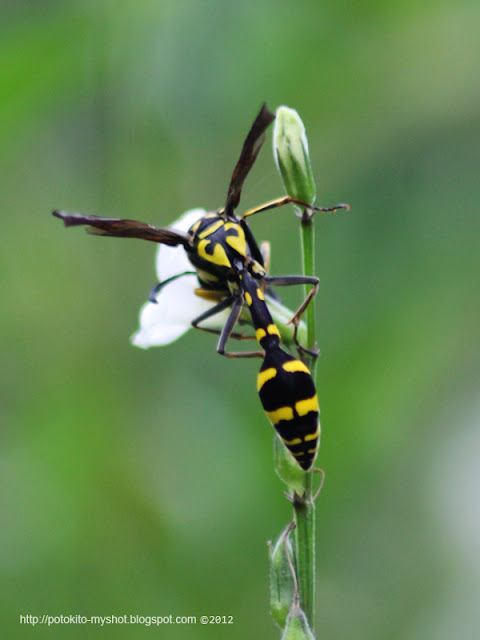 Yellow Potter Wasp Yellow and Black Potter Wasp (Delta sp.) in Sumatra ...