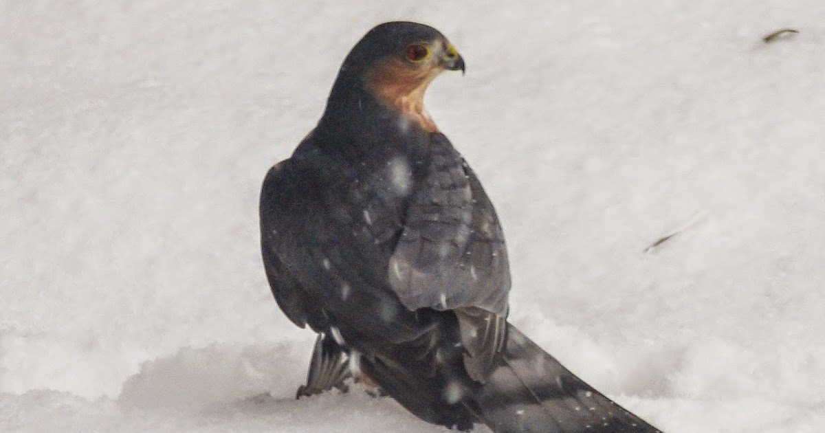 Gale's Photo and Birding Blog: Sharp-shinned Hawk