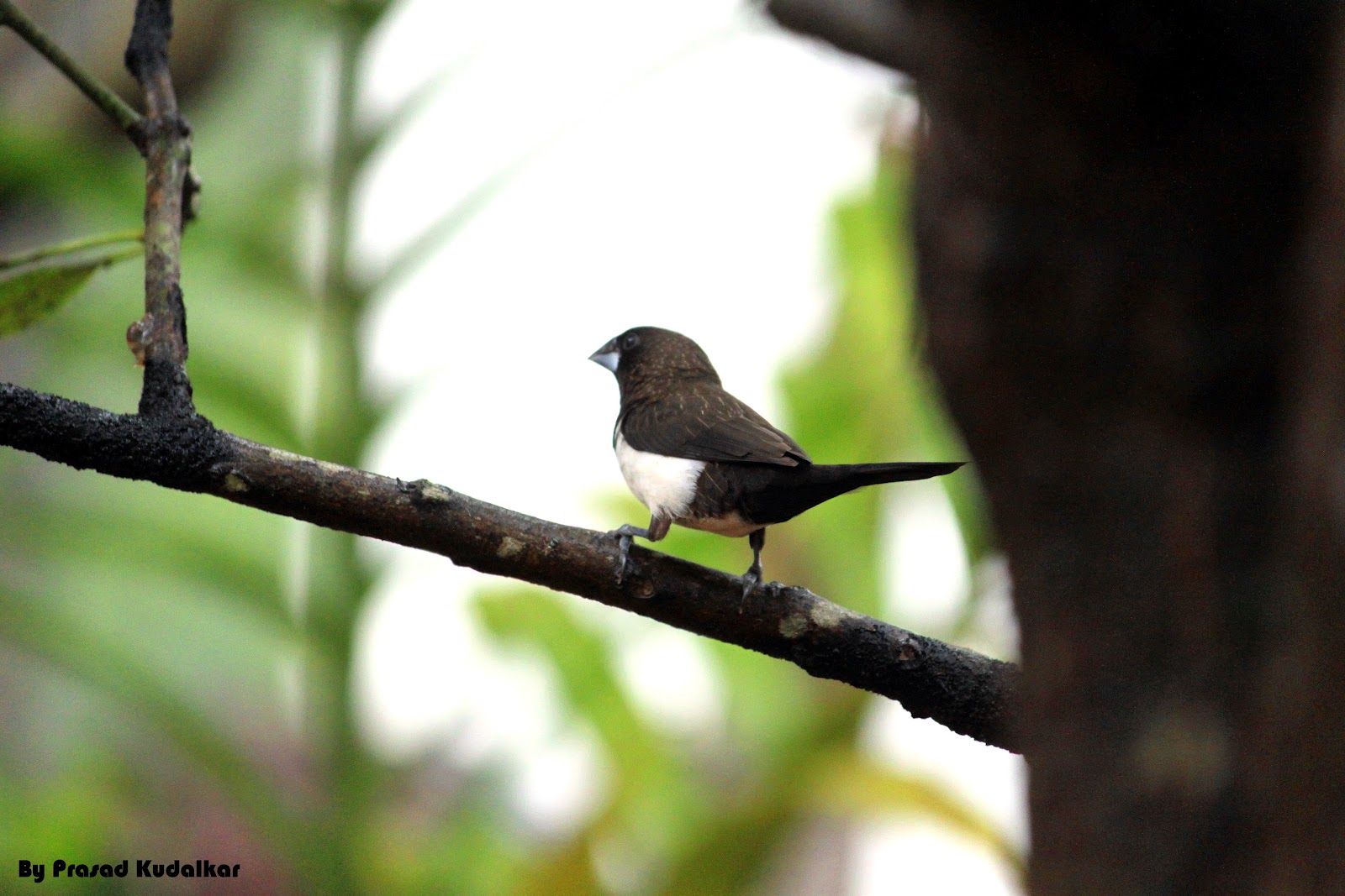 Wild Life Photography in Maharashtra: Birds in Maharashtra