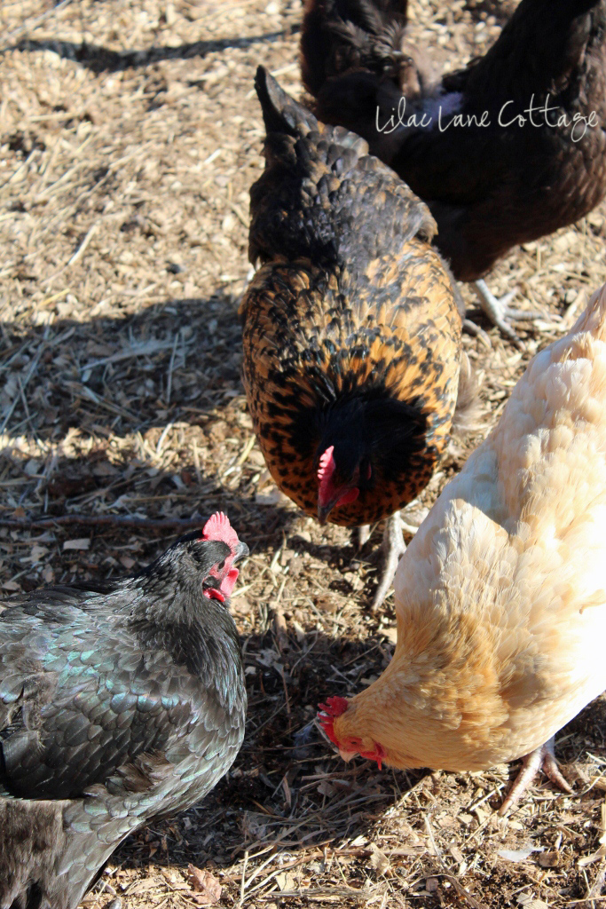 .Lilac Lane Cottage: Early February On The Farm