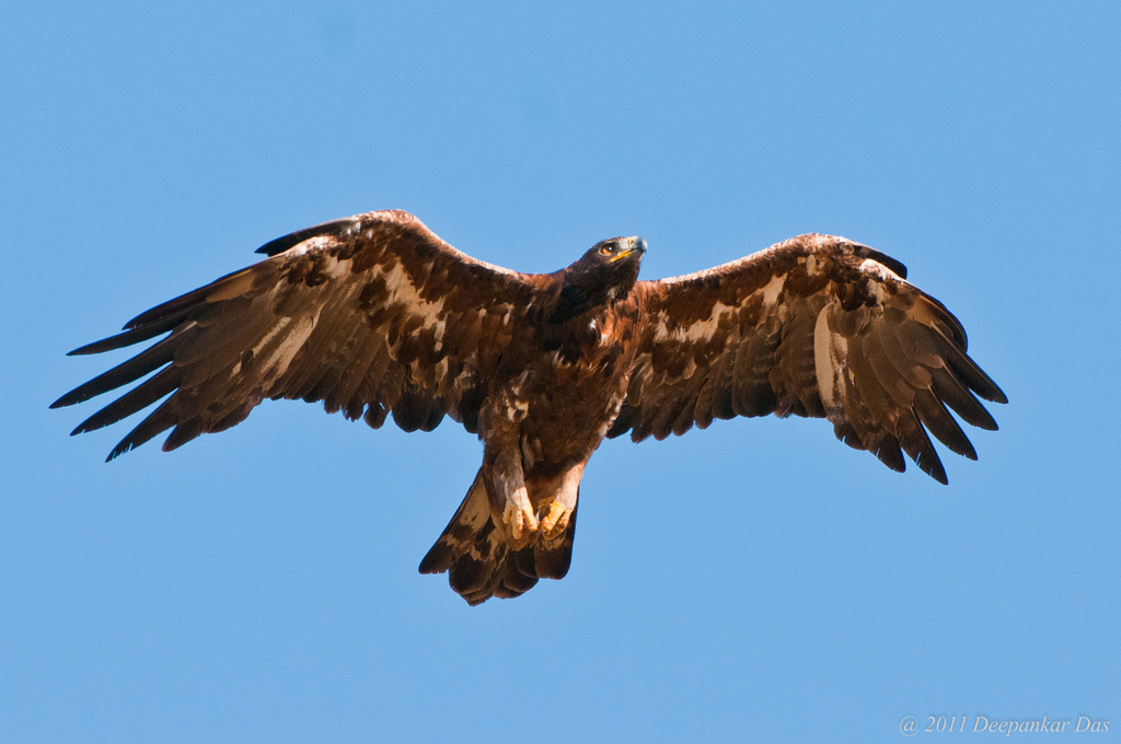 Elang Emas (Aquila chrysaetos) | Pos Hari Ini