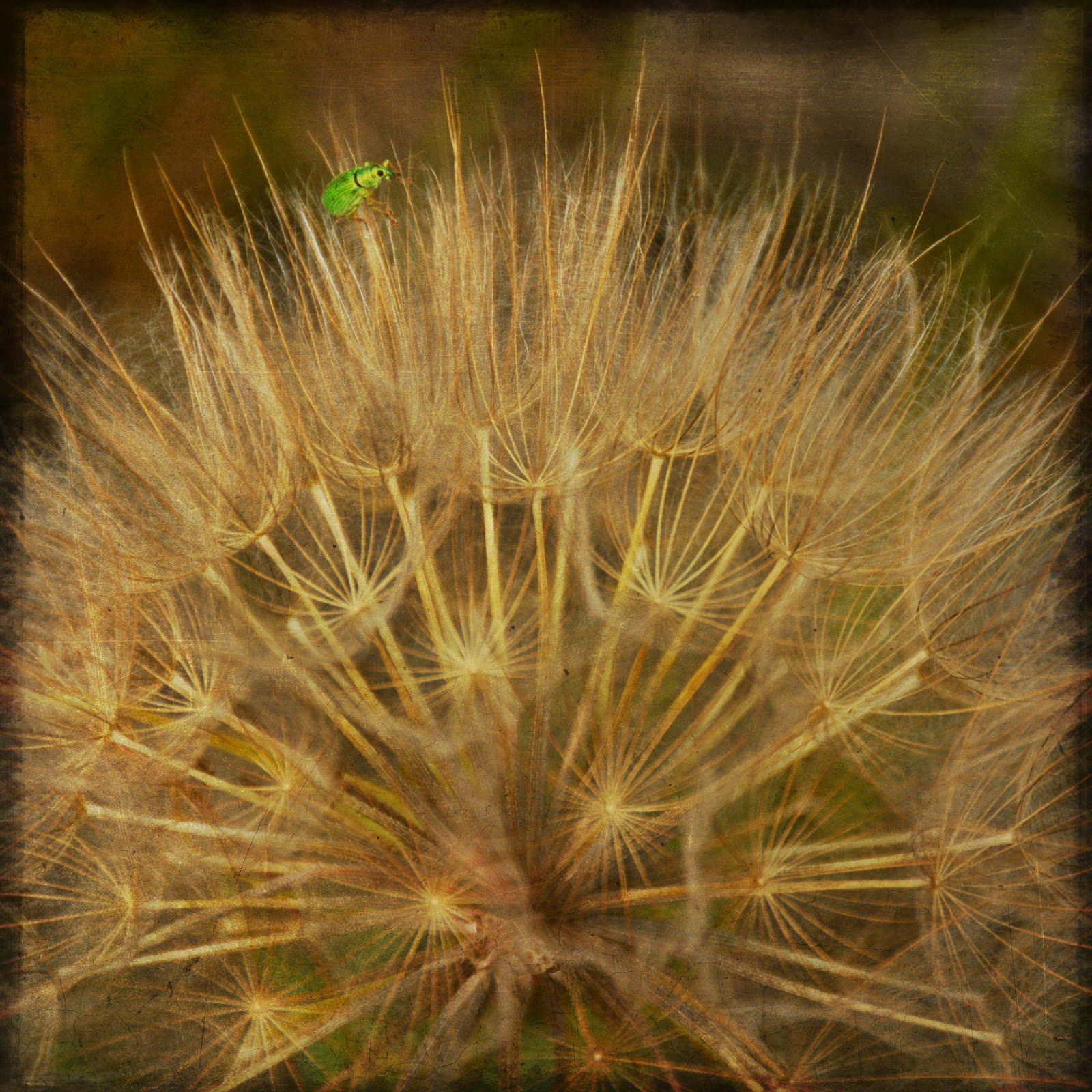 Litonya Knelsen - Darting H-Bird: Blog