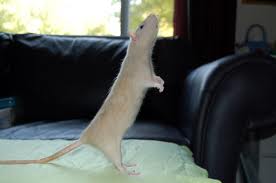 Critter Corner: Pet Rat Tricks