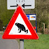 Caution: Frog Crossing Ahead ~ European-American blog