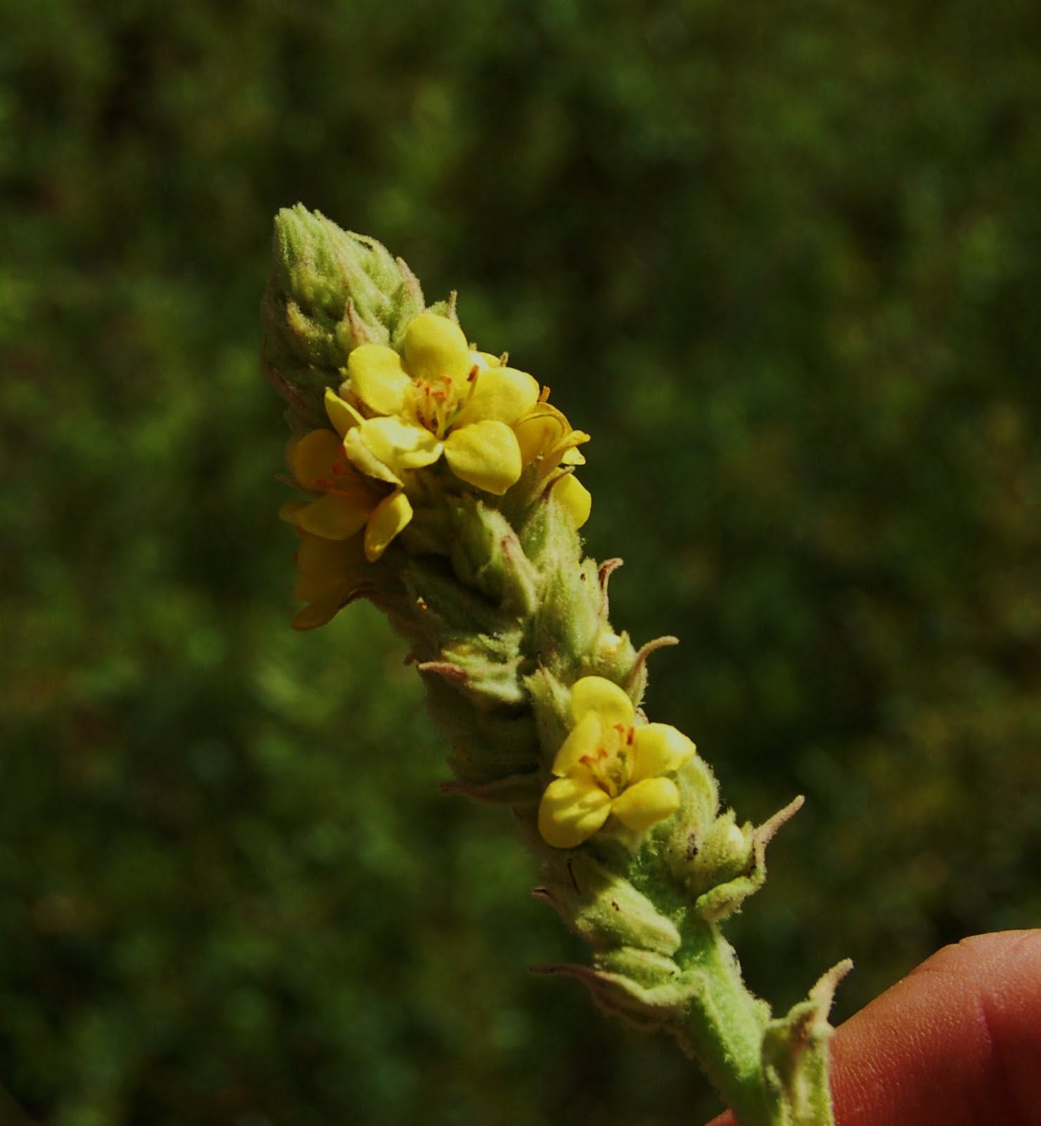 blackoaknaturalist: Mulling Over Mullein