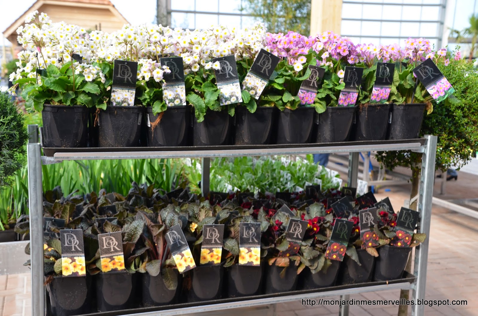 Mon Jardin Mes Merveilles: Ouverture de Famiflora (2/5) : Des annuelles ...