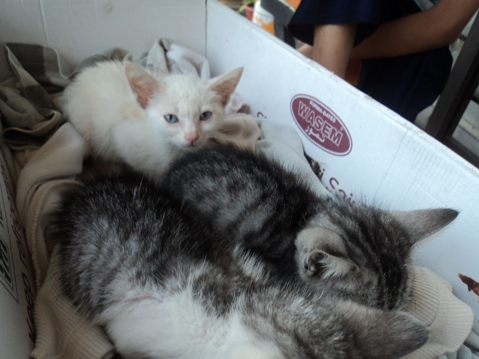 Sisipan Ilham seindah pelangi: AKSI KUCING