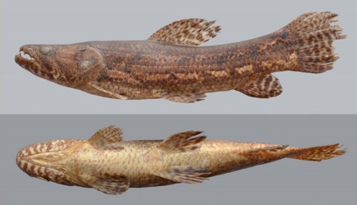 TUDO SOBRE TRAIRA::..: DESCOBERTA UMA NOVA ESPÉCIE DE HOPLIAS !!!