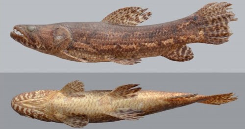 TUDO SOBRE TRAIRA::..: DESCOBERTA UMA NOVA ESPÉCIE DE HOPLIAS !!!