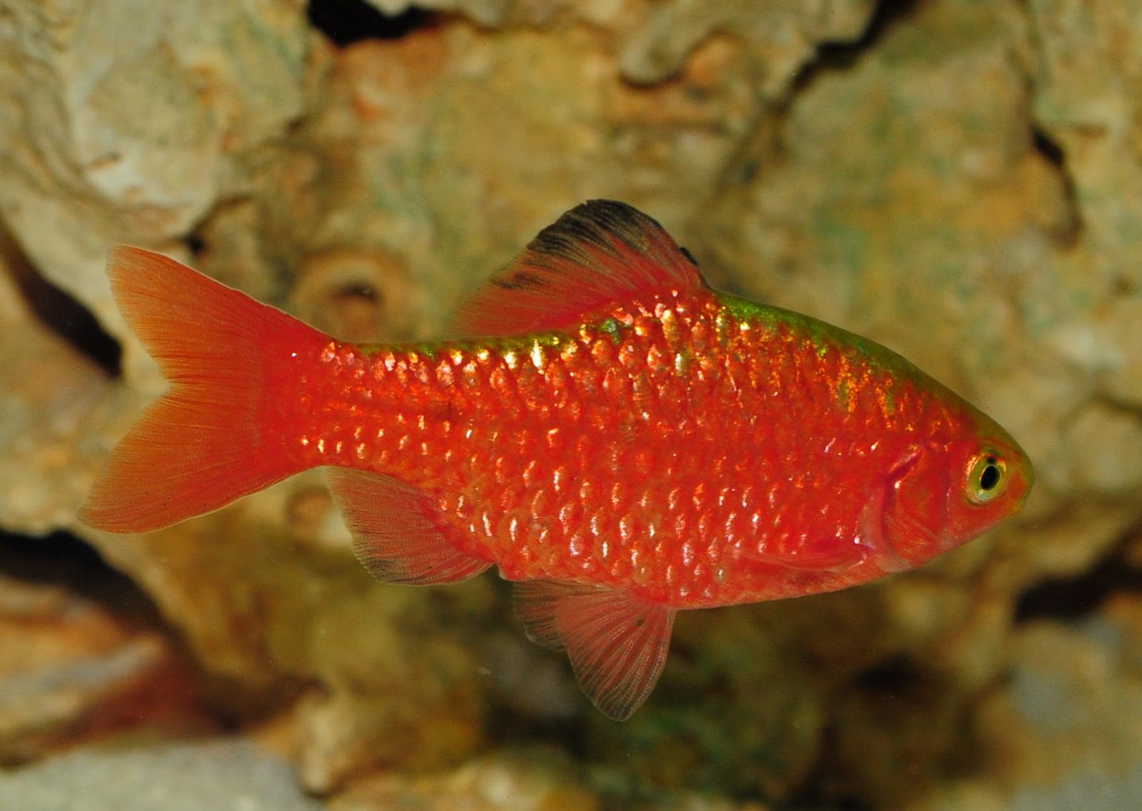 Dr. Pez es: Barbos y Similares (Cyprinidae)