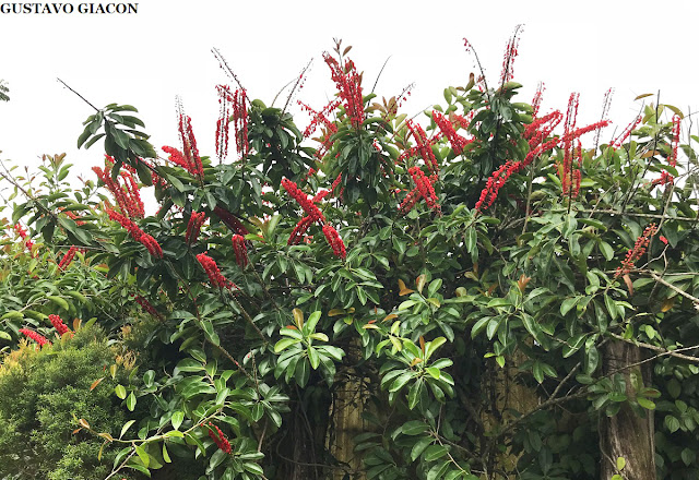 Viveiro Ciprest - Plantas Nativas e Exóticas: Trepadeira Rabo de Arara ...