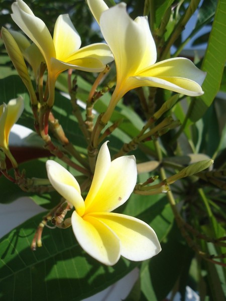 Kata Romantis Bunga Kamboja Putih - Rumah Daun Muda