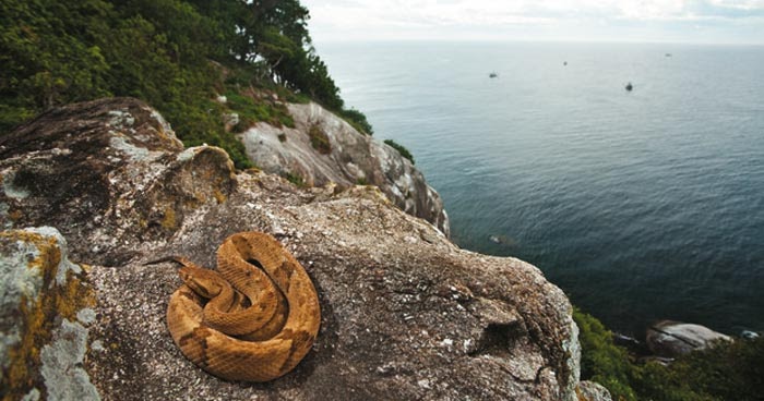 Curiosidades: isla de las serpientes brasil