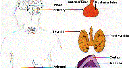 SISTEM ENDOKRIN: ANATOMI FISIOLOGI SISTEM ENDOKRIN