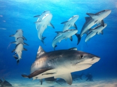 Big Fan of Miko Lee: Miko Lee 2011 Shark Expedition in the Bahama's