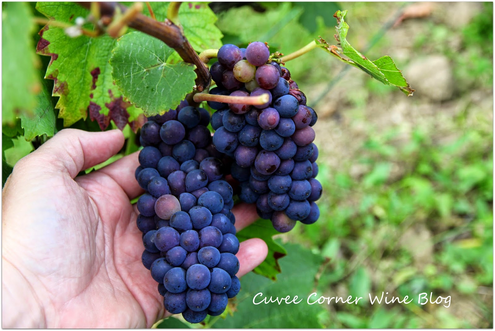 Champagne Uncorked: A Visit to Champagne Louis Roederer