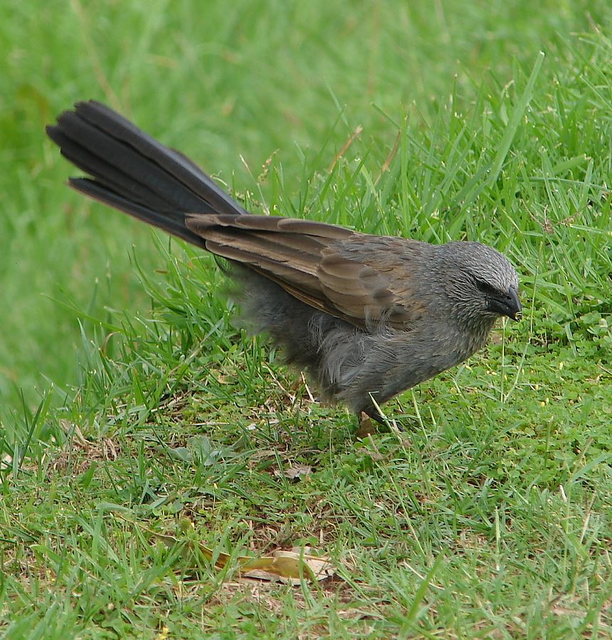 Snap Happy Birding: Eleven Bird Types