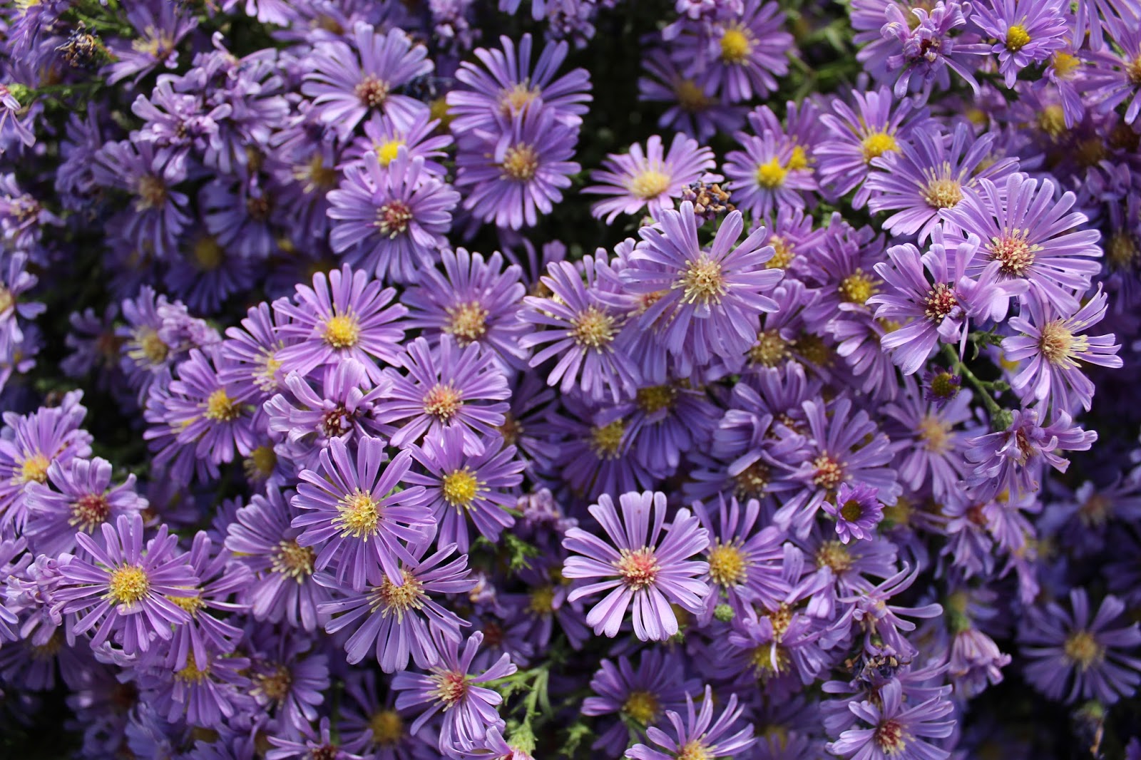 Perfumes y luces de Extremadura: Aster, Cielo estrellado. Mis flores ...
