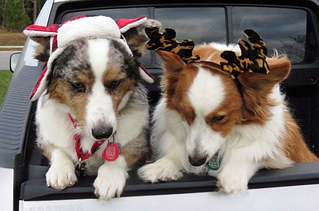 The Chronicles of Cardigan: 29 More Daffy Dog Photos from the Shoot ...