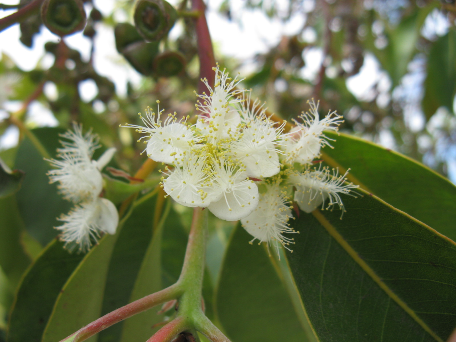 Trees of Santa Cruz County: Lophostemon confertus - Brisbane Box