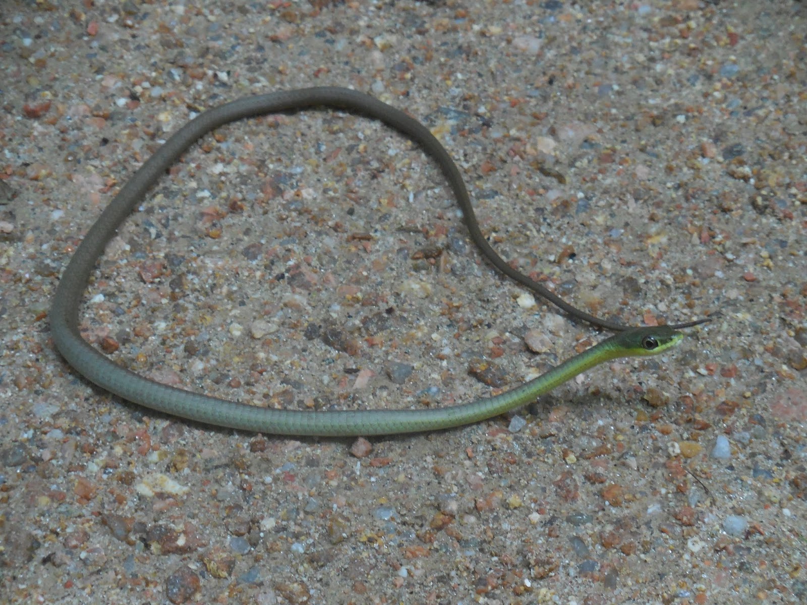 DESTINY KNOWN: Mission completed! And reached Cairns....