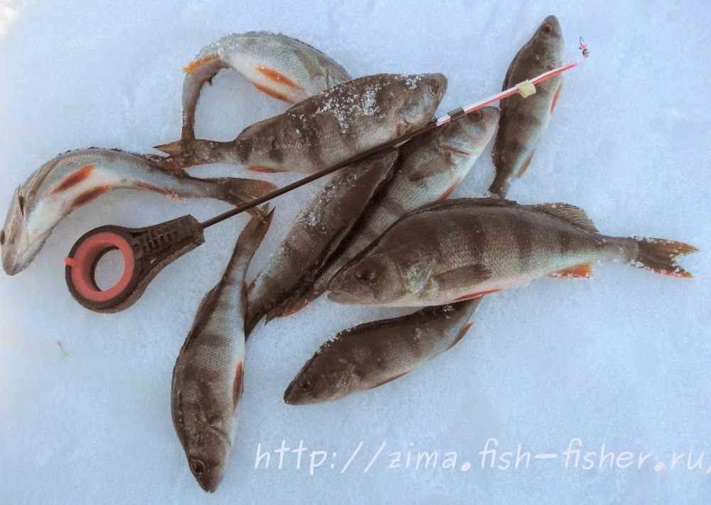 Вольфрамовые мормышки цветные с "глазами" ~ Зимняя рыбалка