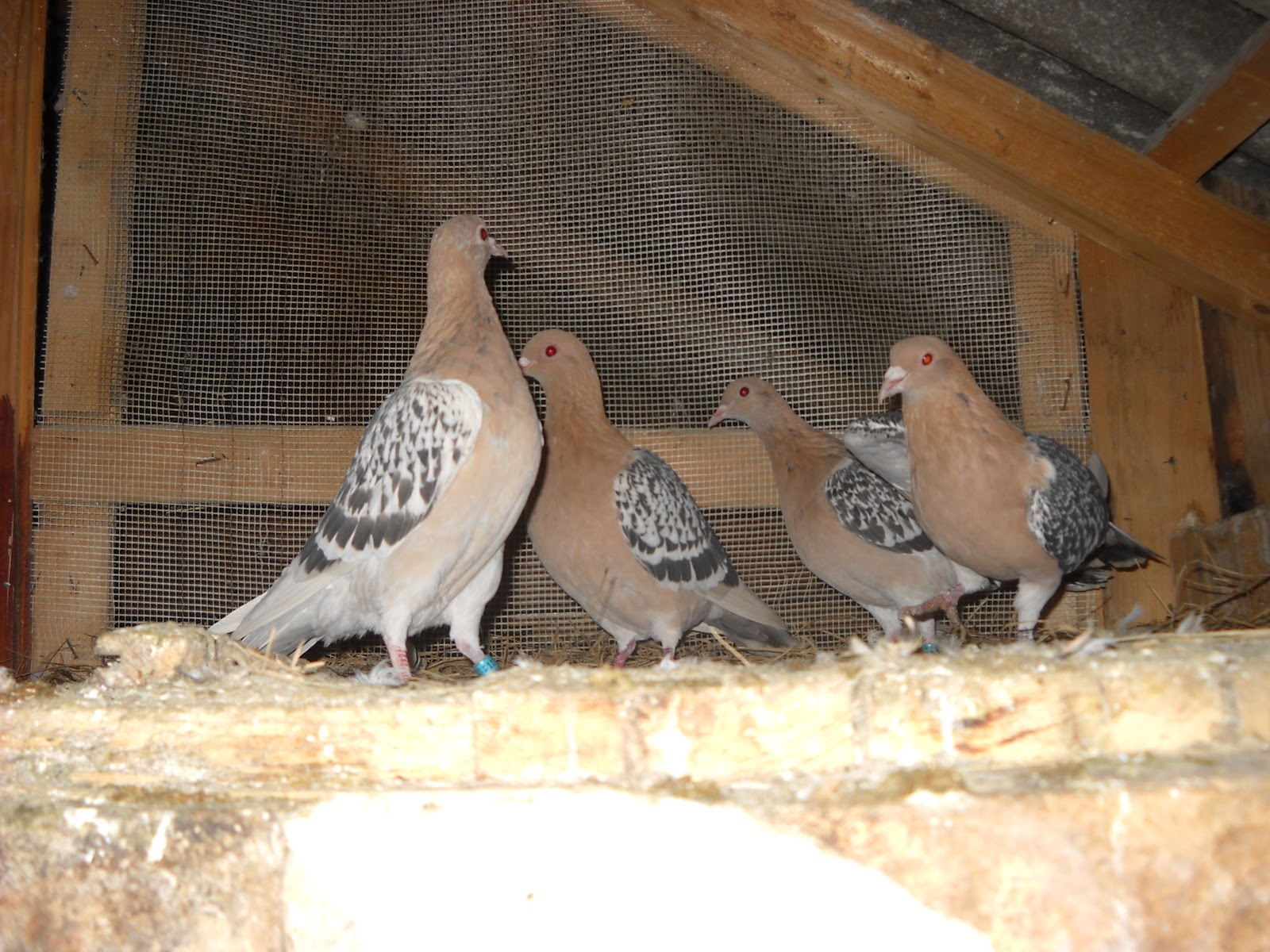 Porumbei Ornament: Ciocarlie de Nuremberg