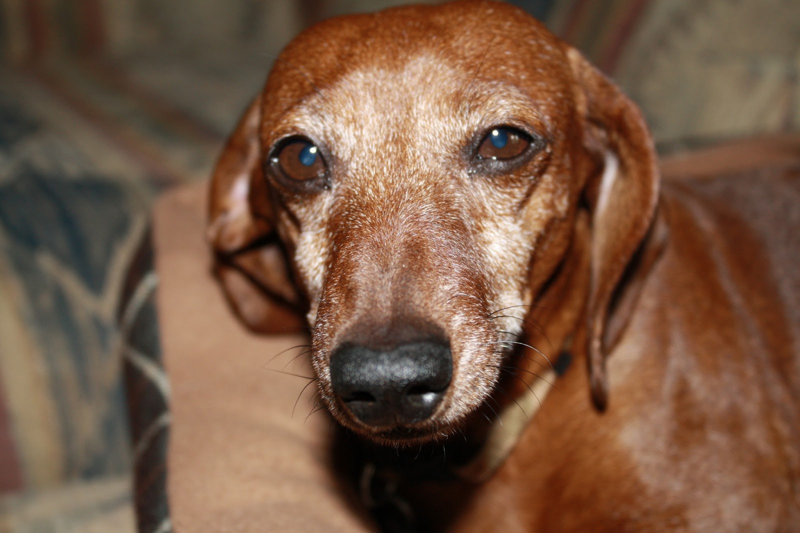 More Stars in Comanche: Ranch Patrol