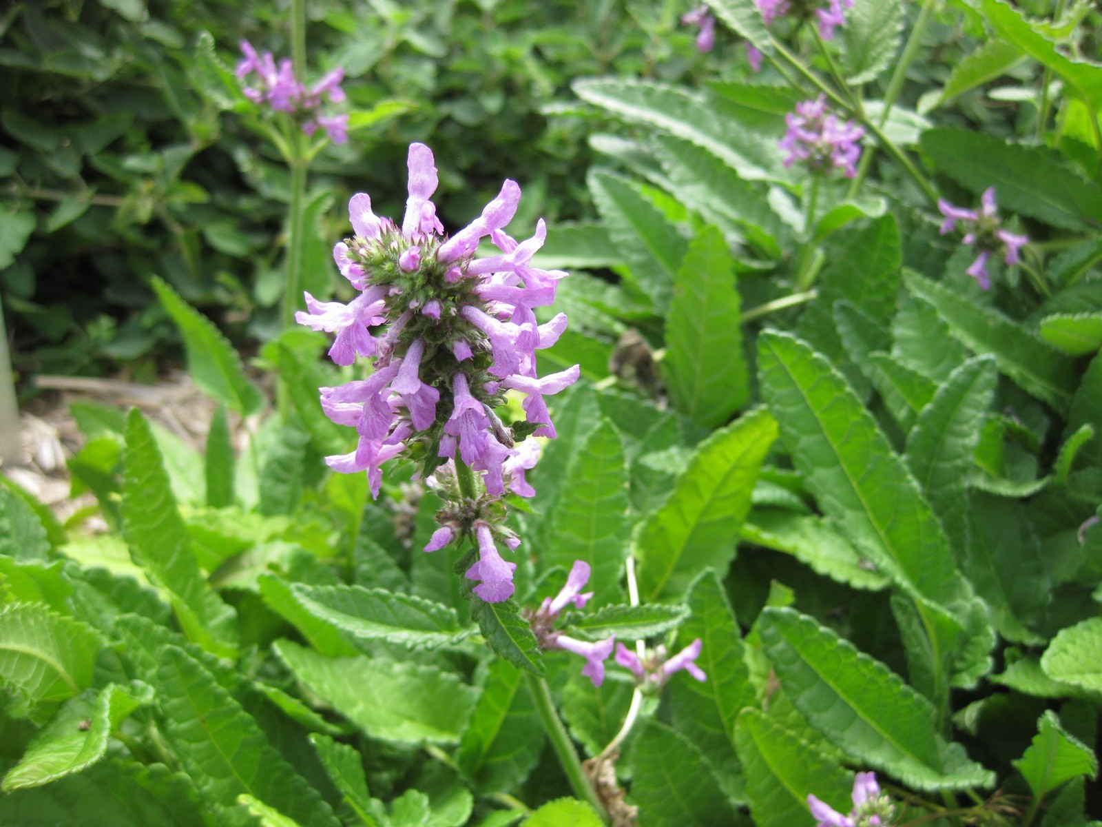 Backyard Patch Herbal Blog: Wood Betony - Herb of the Week