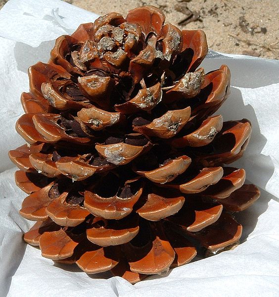 Un paseo por la naturaleza.: Pinus pinea o Pino piñonero