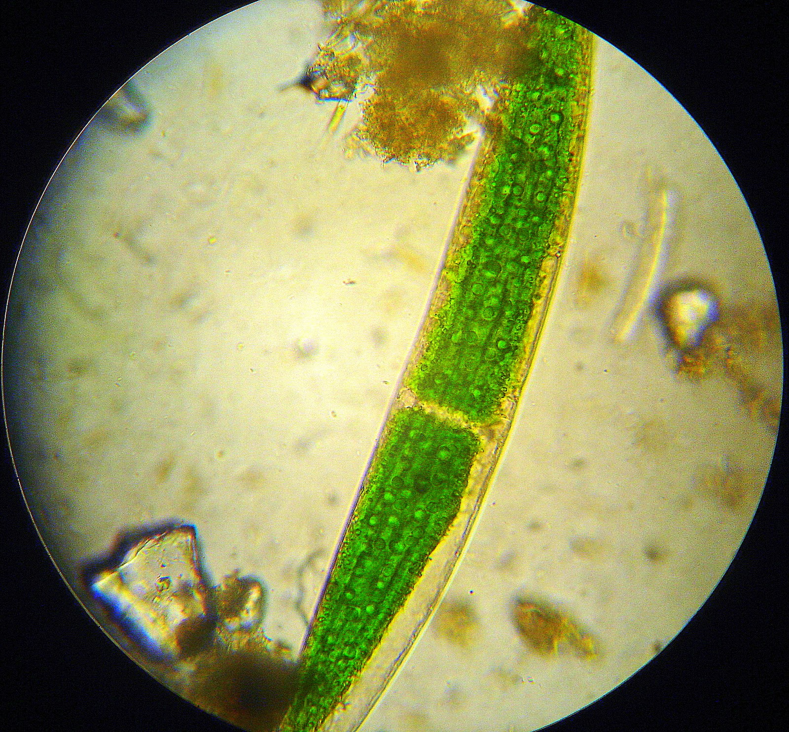 Cultivo de Microalgas em Fotobiorreatores: Março 2011