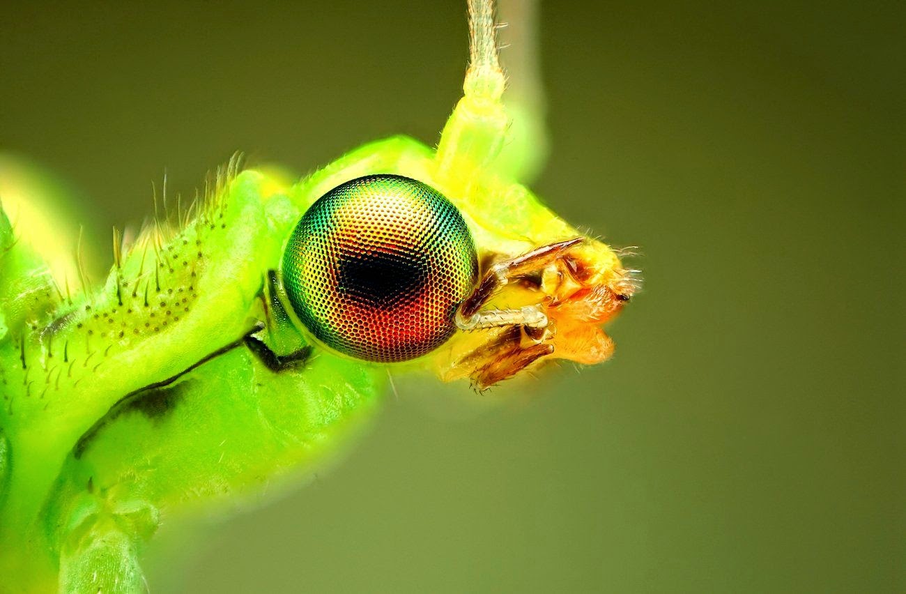 CGfrog: Mind Blowing Examples of Macro Photography