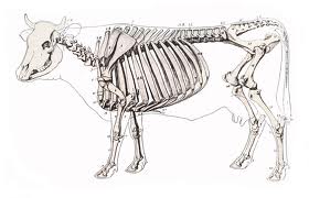 MENGENAL SAPI - mellefarm