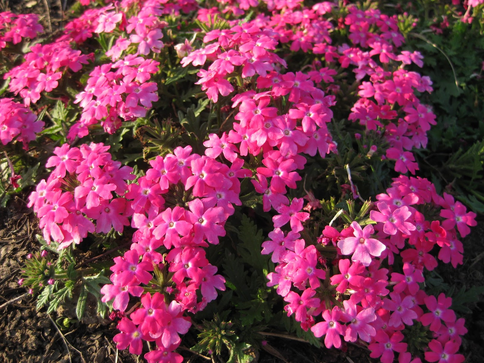 The Value of Verbena - Rotary Botanical Gardens