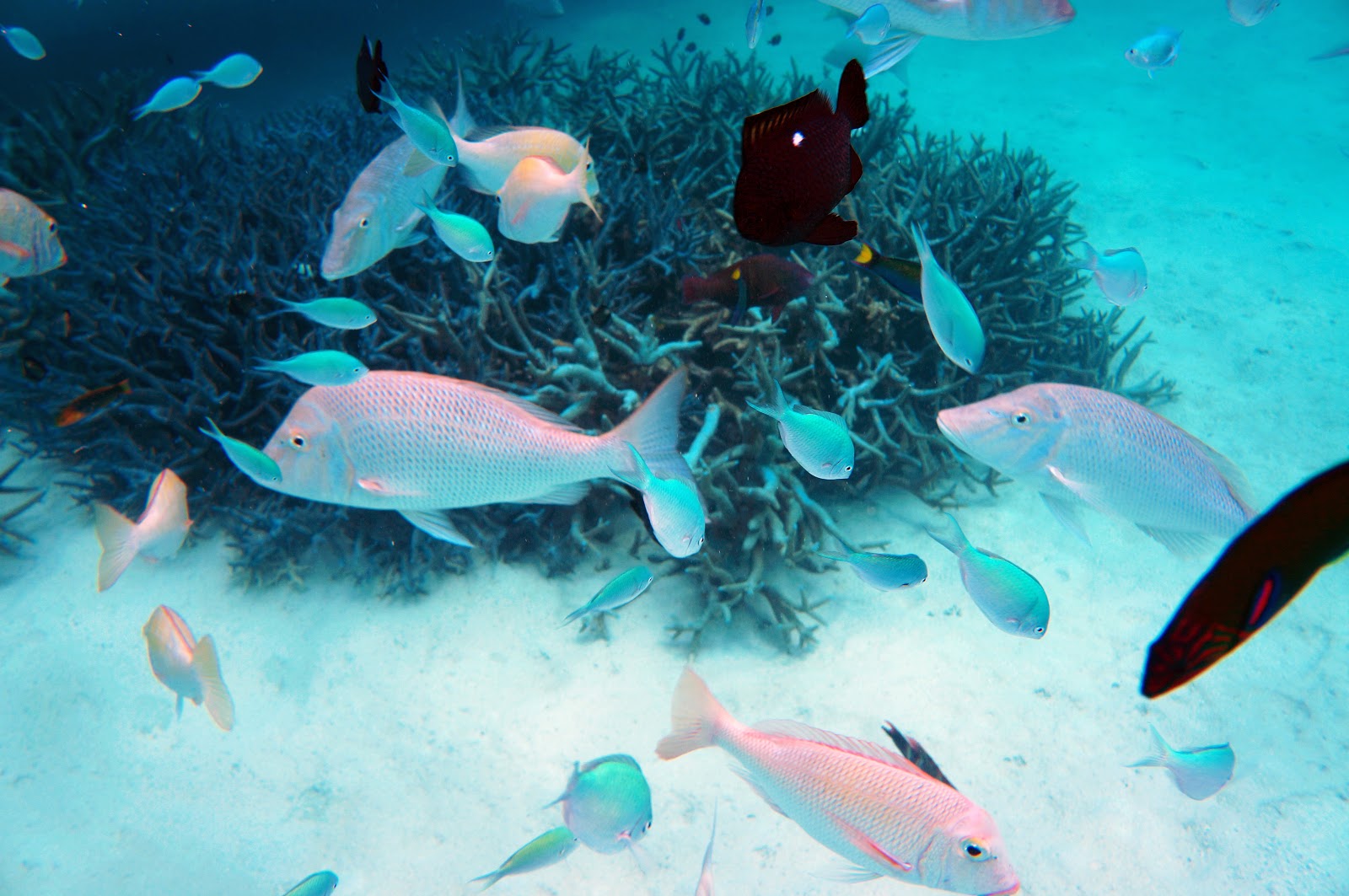 Snorkeling the Ningaloo Reef (Ningaloo Marine Park) ~ The Long Way's Better