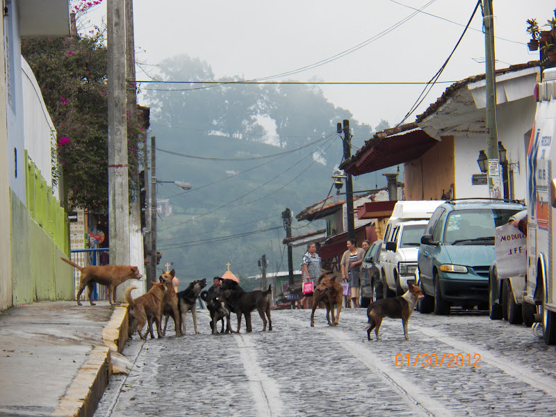 Elox Noticias: Xico pueblo magico lleno de perros callejeros