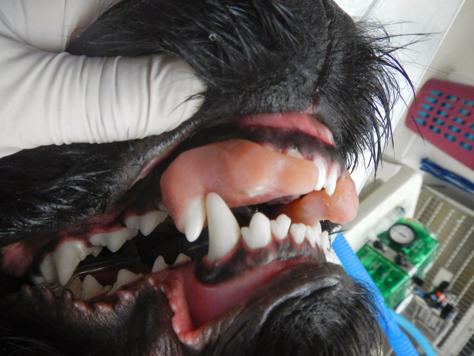 Dr. Baratt's Blog: Veterinary Orthodontics