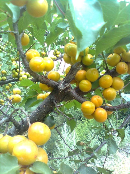 Chitrali apricot.... come to Chitral in June and enjoy this fruit ...
