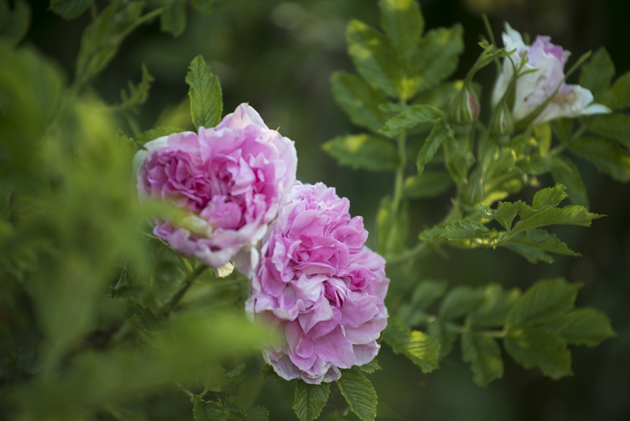 I never promised you a rose garden - Mina rosor