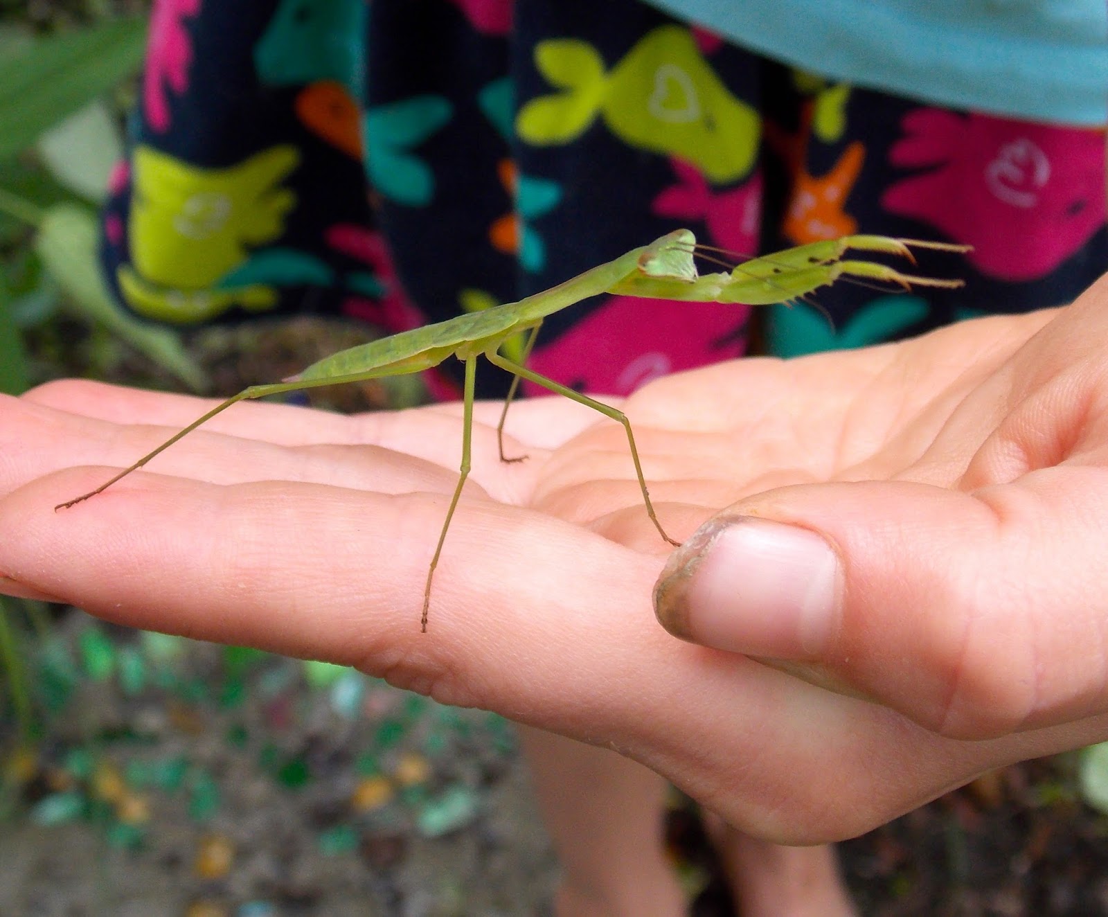 Twin Cities Urban Nature: Critters in the Garden