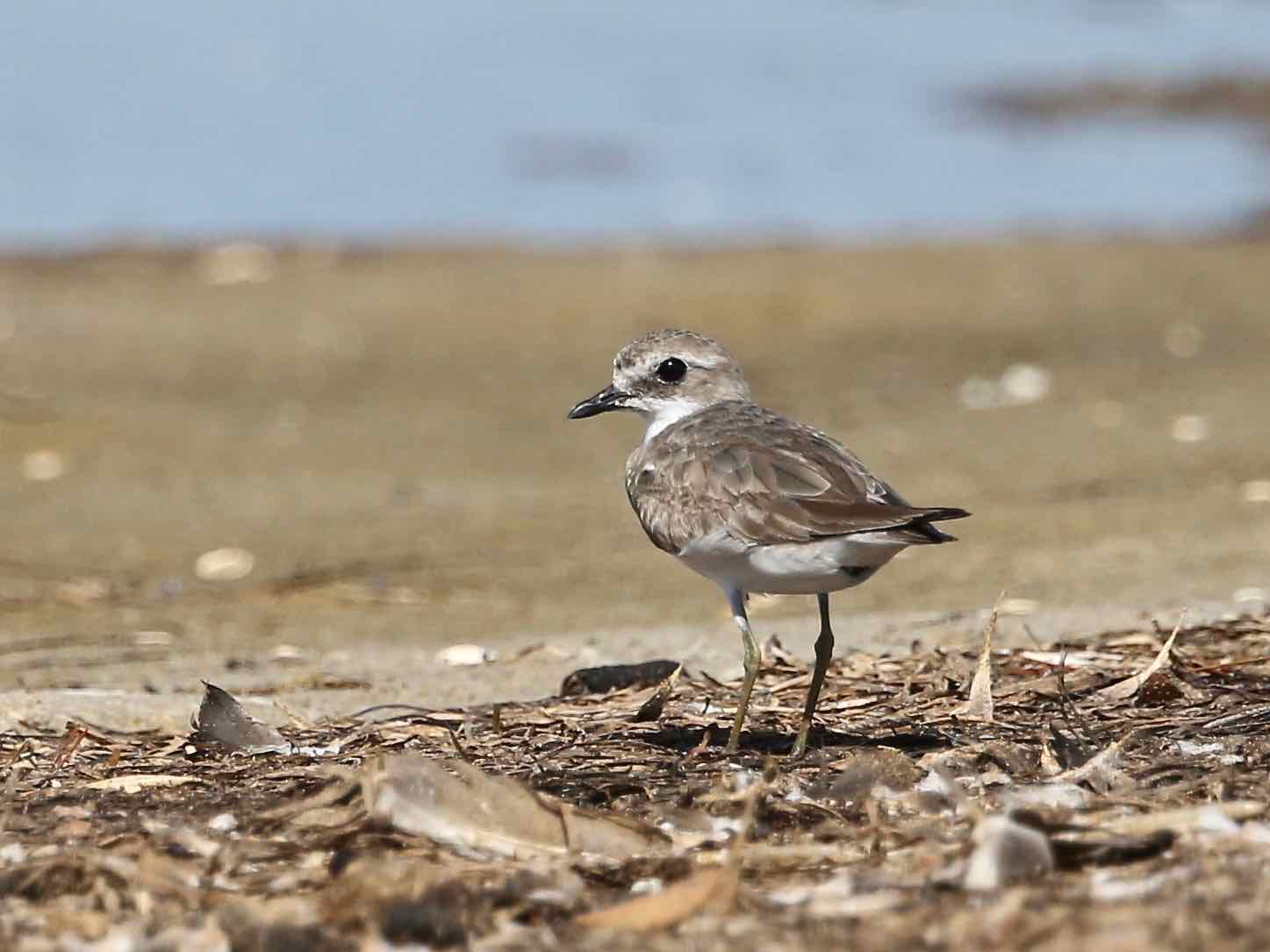 Avithera: Lesser Sand Plover