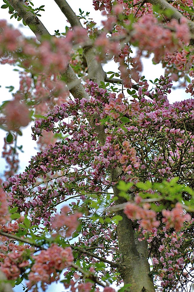 A Digital Botanic Garden: Adam's Laburnum, +Laburnocytisus adami, Fabaceae