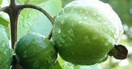 shiatoshi: Guava seed germination tips