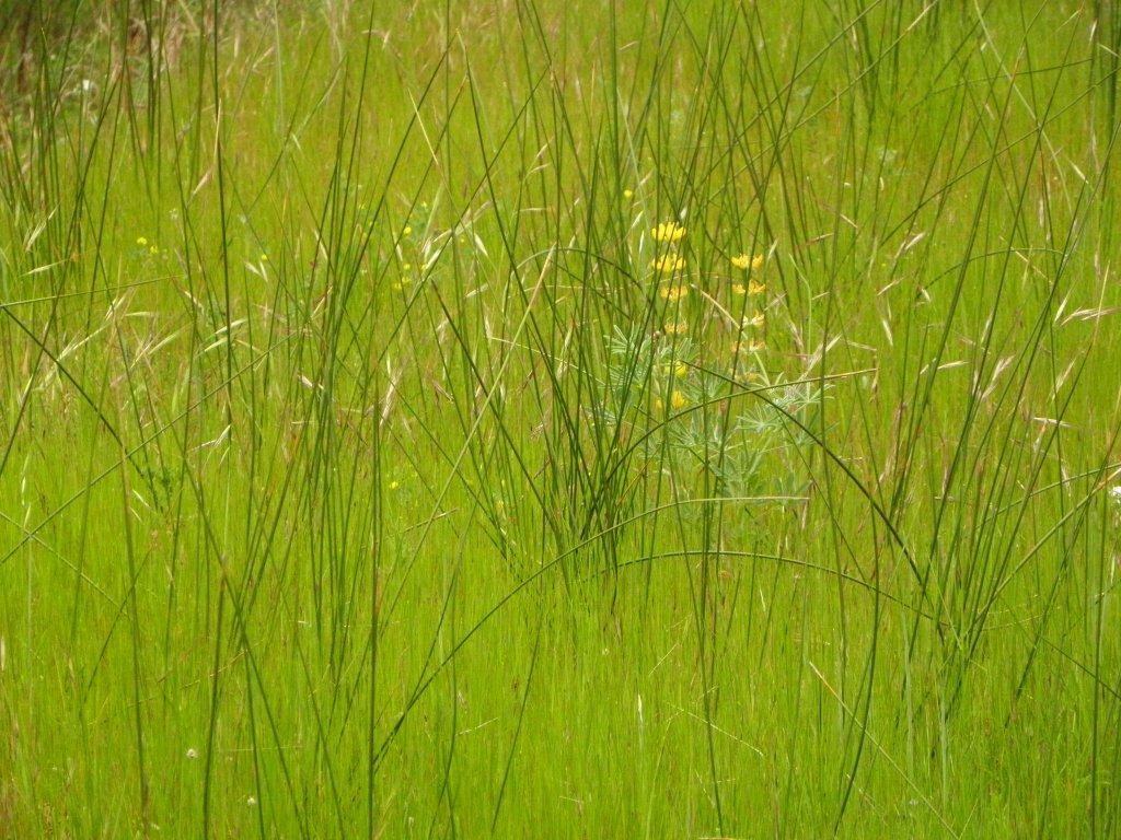 natuurrondleiding door een IVN-Natuurgids: grasvelden