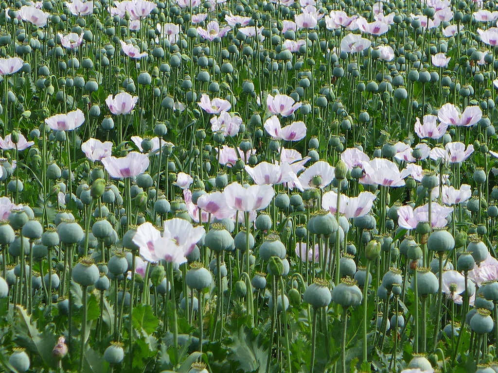 My Little Princess and Prince: 18 Dec 2015 - Tasmania Day 5: Opium ...